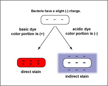 BIOL 230 Lab Manual, Lab 5